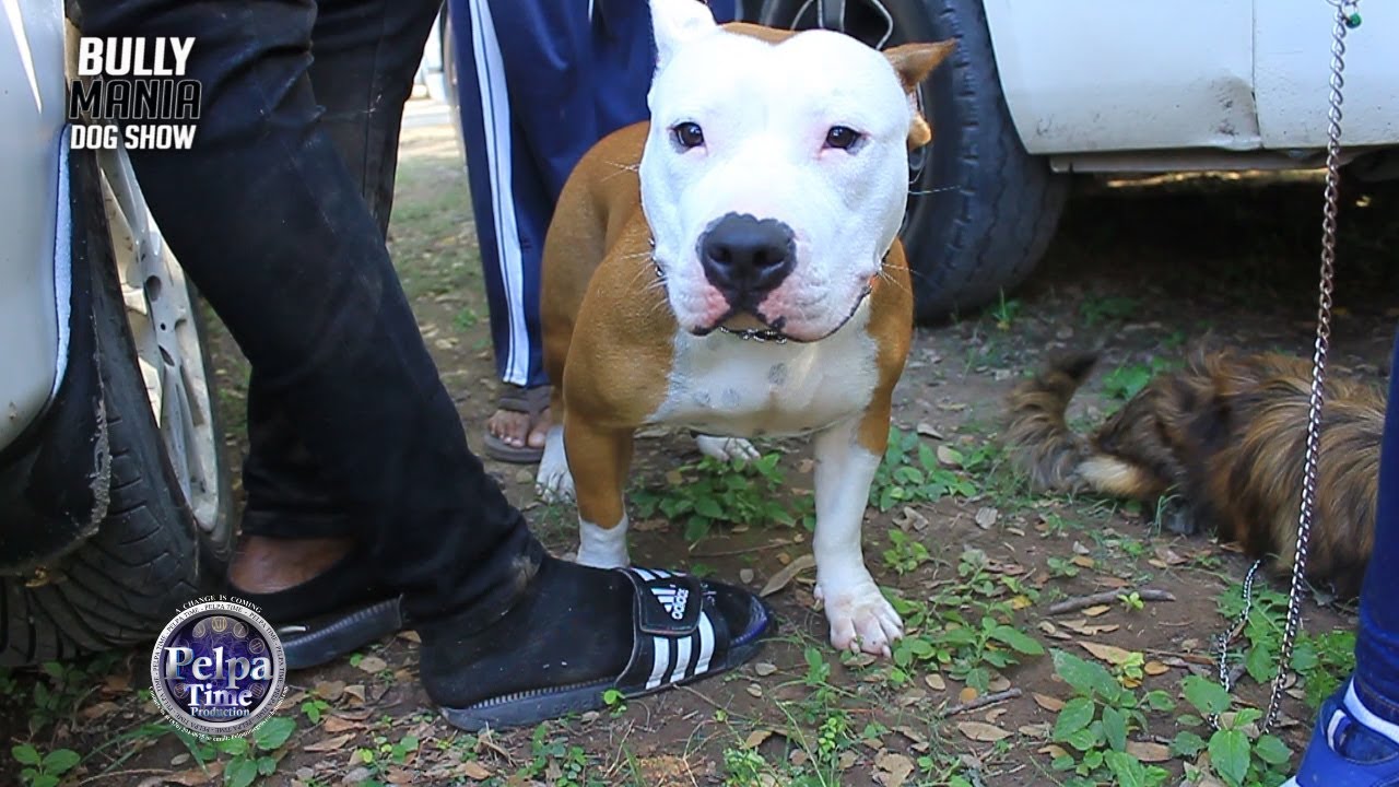 BULLY MANIA DOG SHOW (OUT NOW) - YouTube