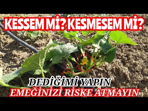 En Doğru Bilgi İçin Mutlaka İzle, Salatalık Yetiştiriciliği