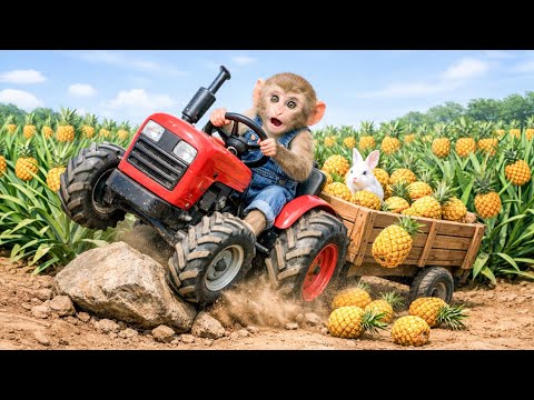 Monkey Farmer Drives Tractor, Harvests Pineapple and Saves an Injured Rabbit! - Monkey Farm Work