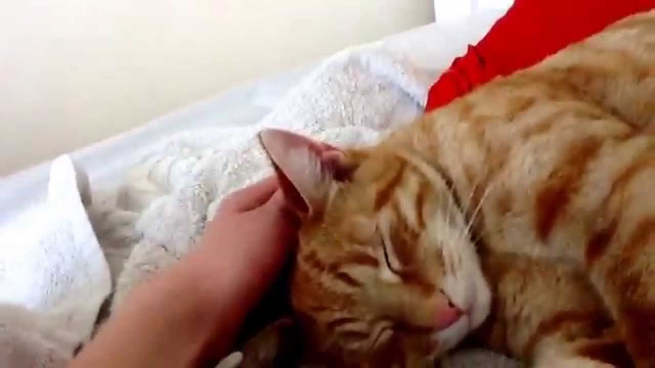 My Xbox avatar + cute cat - YouTube