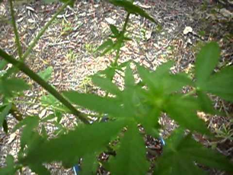 nirvana ak48 (about 3 weeks flowering) - YouTube