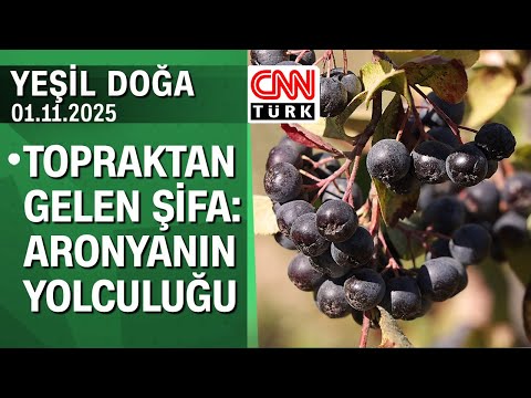 Topraktan Gelen Şifa: Aronyanın Yolculuğu - Yeşil Doğa 01.11.2025 Cumartesi