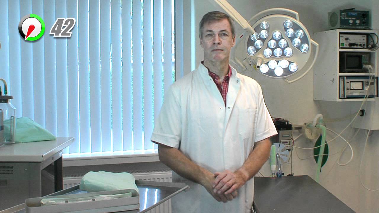 Lintworm | Hond & Kat | 100 Seconden Dierenarts - YouTube