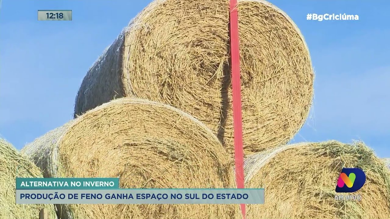 Produção de feno ganha espaço no Sul do estado