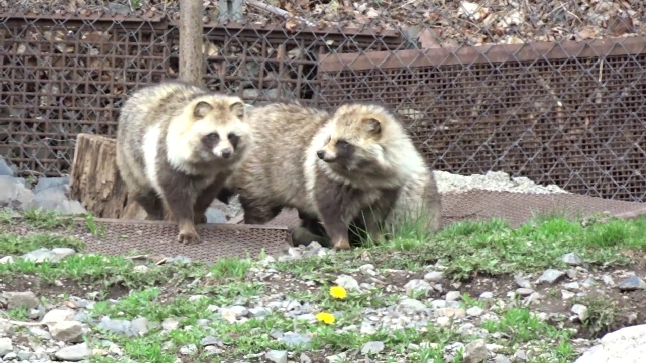 エゾタヌキ -- Ezo raccoon dog - YouTube