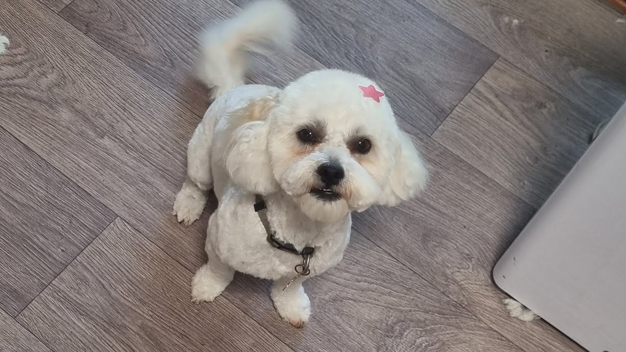 Buddy, Moodle Bath😍 #ilovemarshmallowpaws#doggrooming#moodle#bath#buddy ...