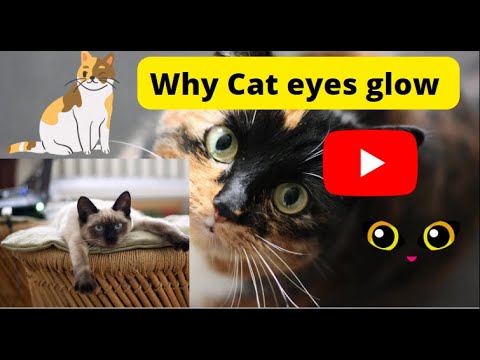 whycat eye glow | why cat eye shine | cats eyes glow - YouTube