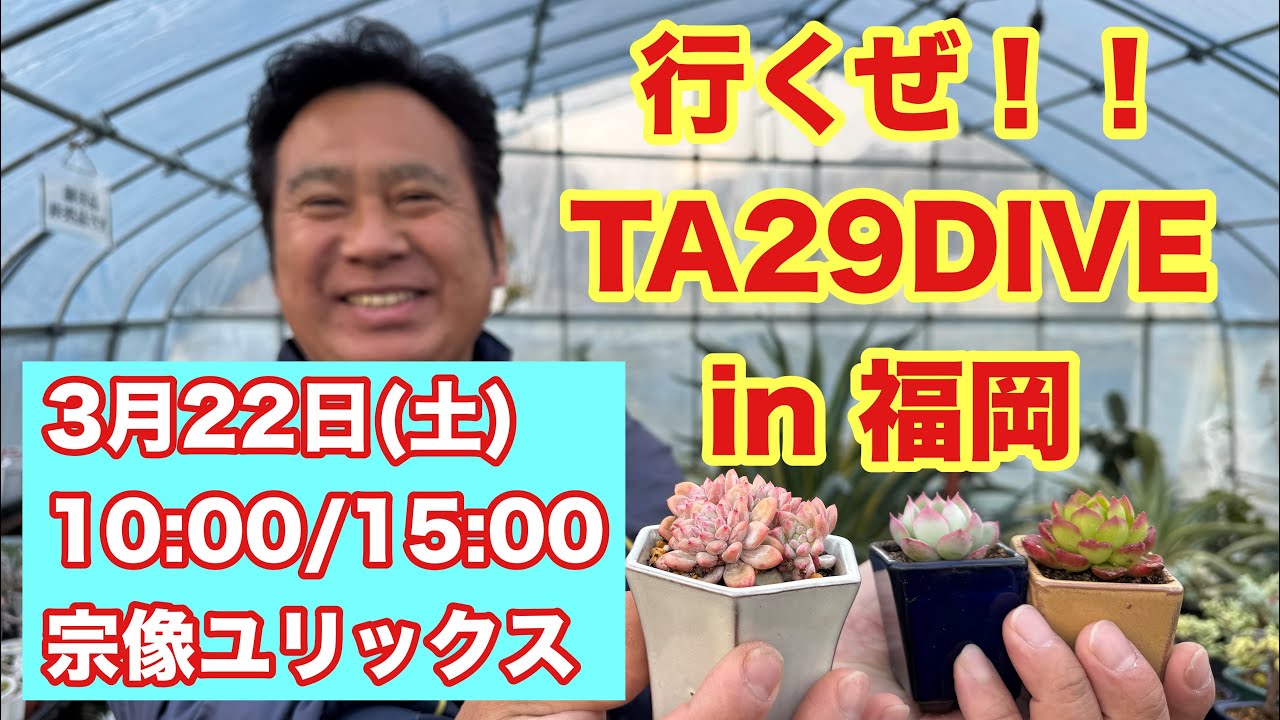 TA29DIVEへGo！【多肉イベント】 - YouTube