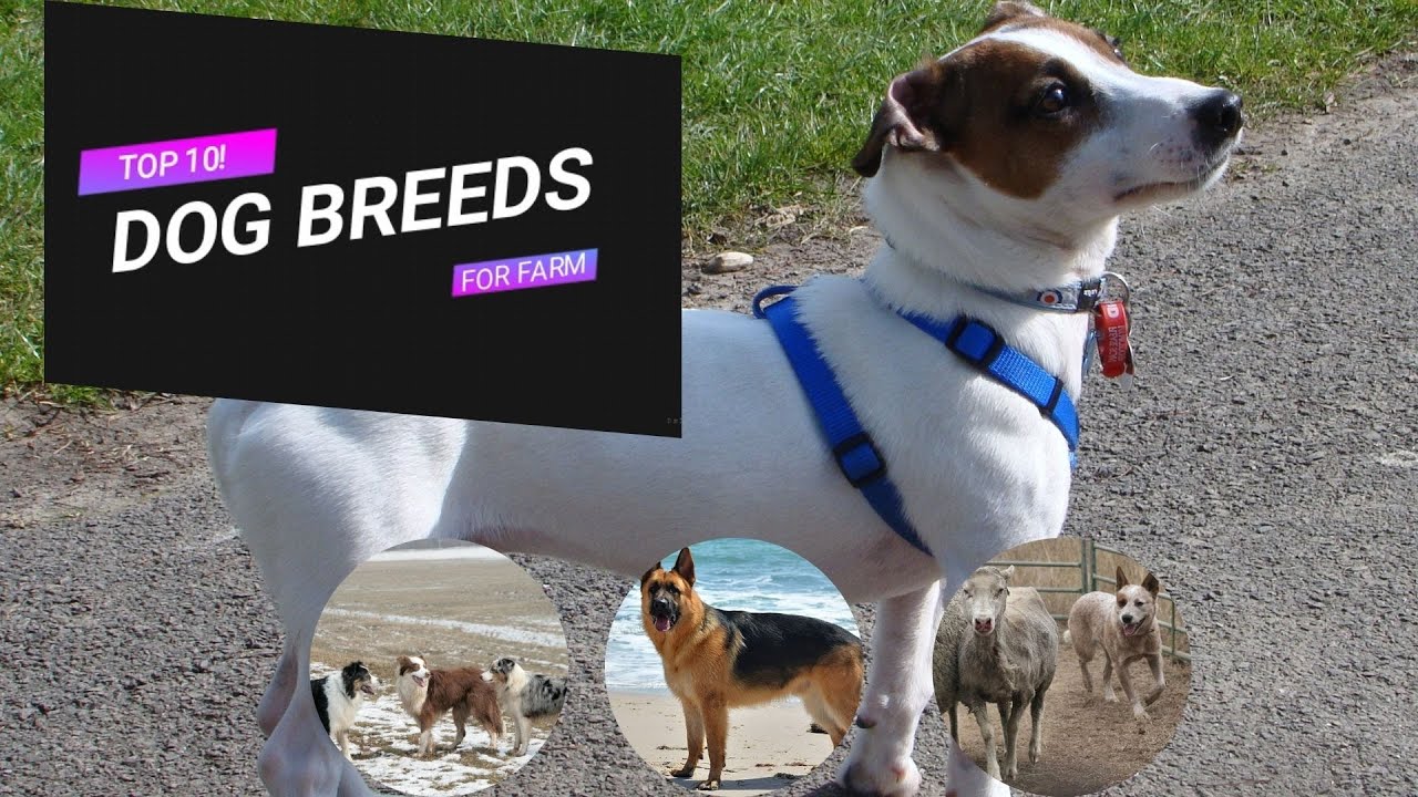 Cute Dog Breeds Best for Farm - Top 10! - YouTube