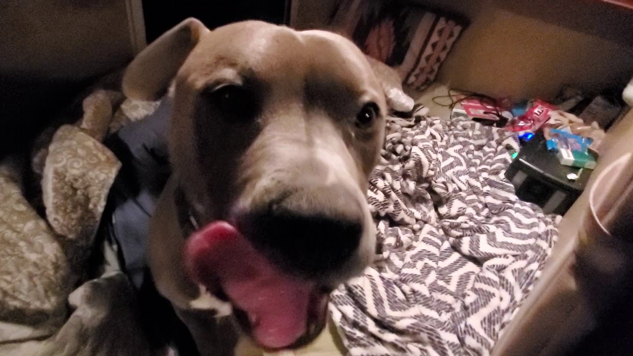 ADB: How To Annoy Your Dog - YouTube