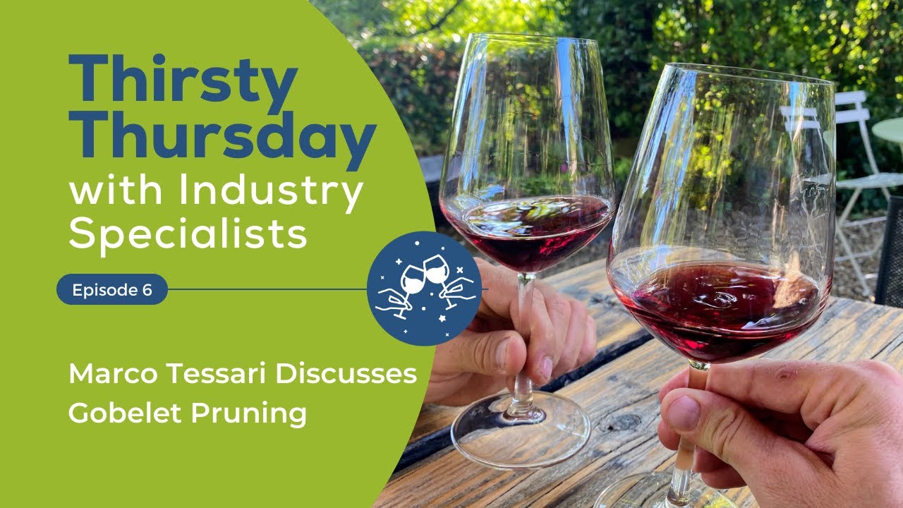Marco Tessari Discusses Gobelet Pruning #viticulture # ...