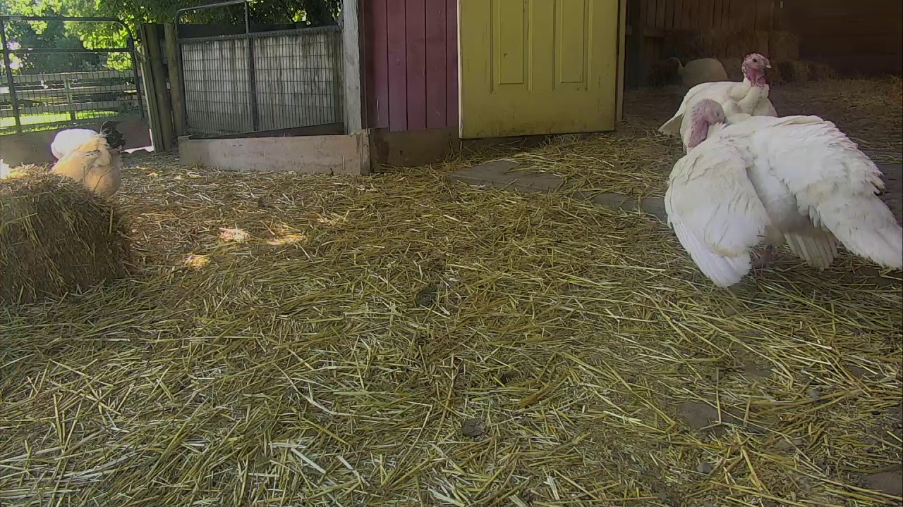 Turkey Barn Cam 06-14-2018 06:26:13 - 07:15:32 - YouTube