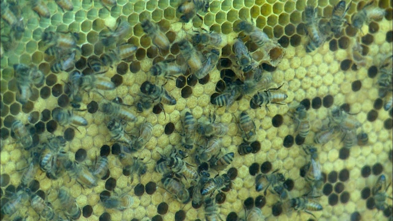 Bee Research and Education At USDA - YouTube