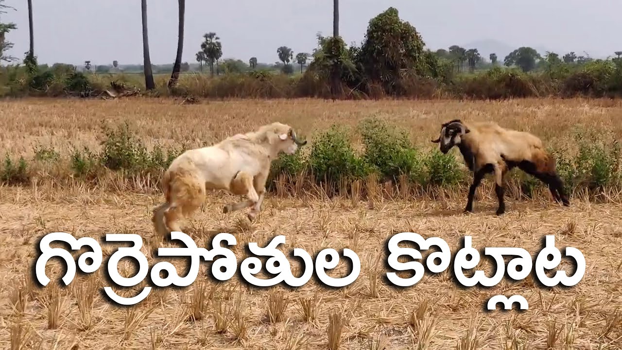 pottelu fighting - YouTube