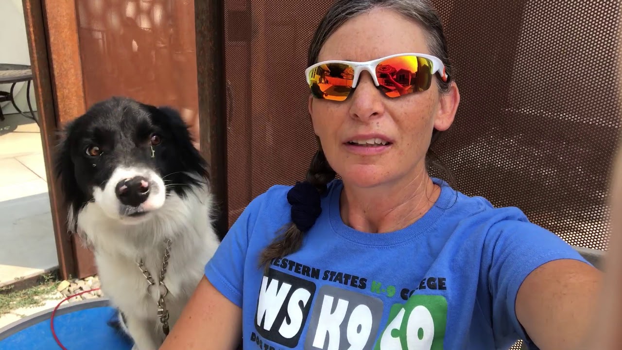 1 Million dogs Trained - YouTube