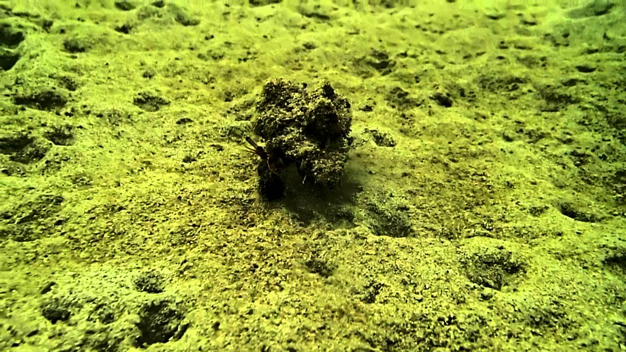 Tick Tick's Diving Vlog - 2015/05/23 HK Sharp Island - YouTube