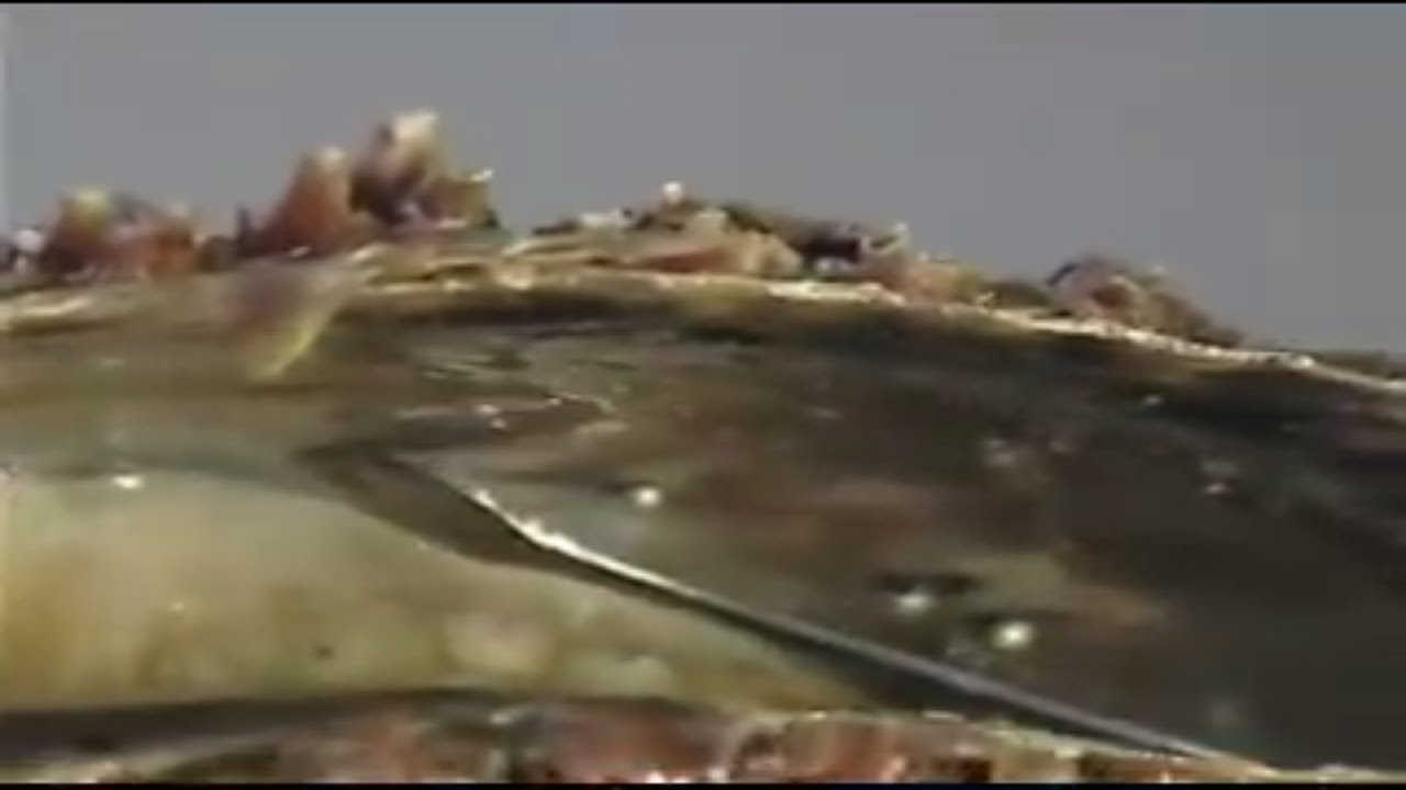 ¿Cómo se forman las perlas naturales? - YouTube