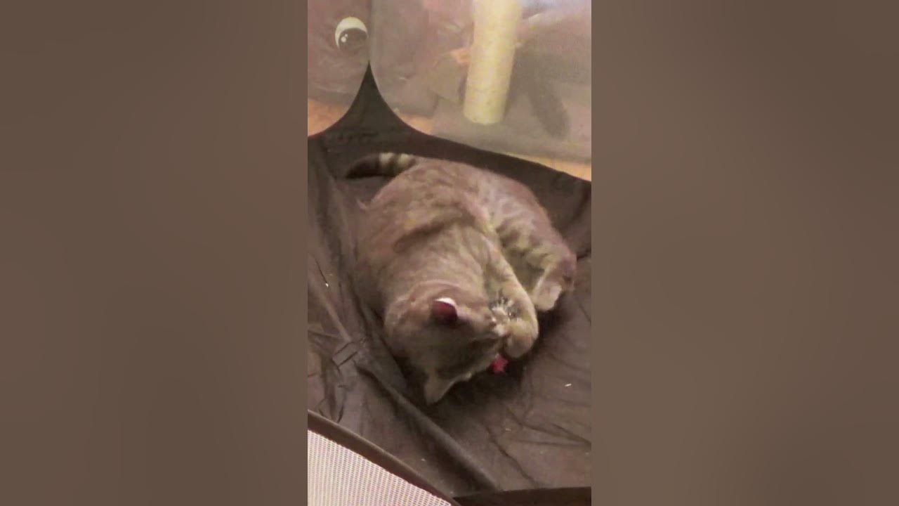 Cute Gray Tabby Cat Goes Wild, Rolling in Catnip and Playing with Toys! - YouTube