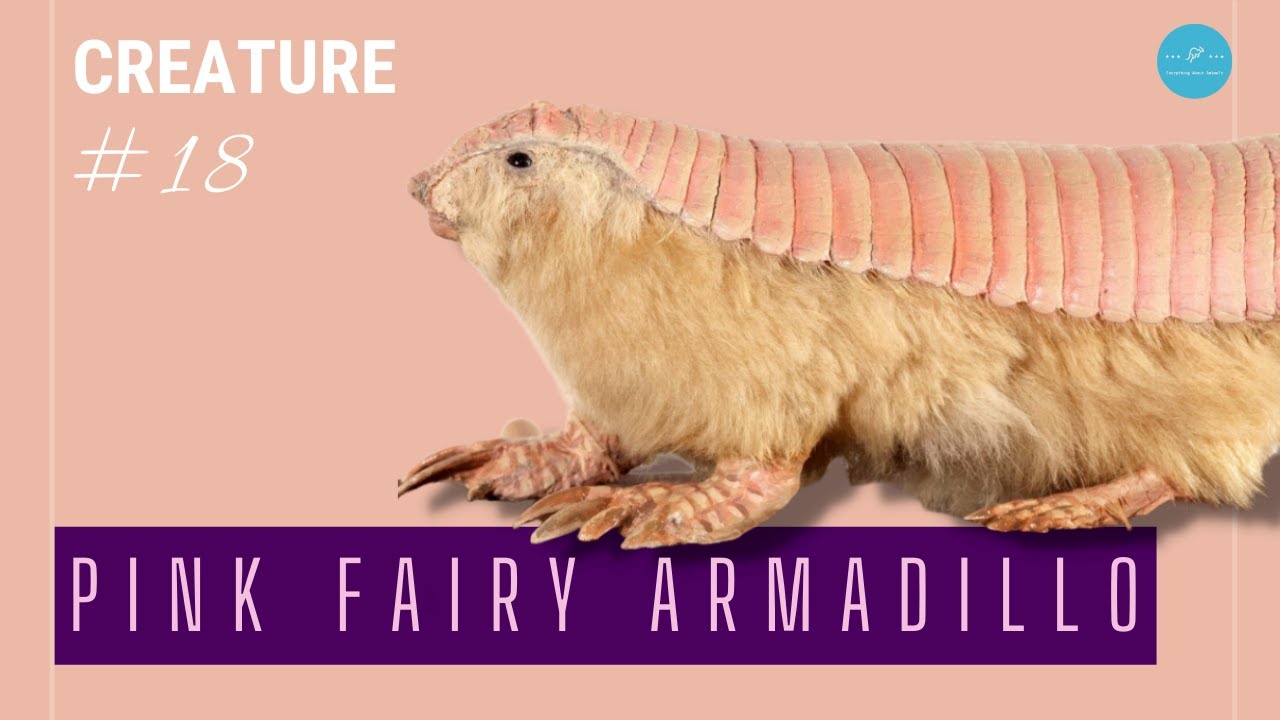 Pink Fairy Armadillo | Creature Profile 02 | Ranking | Armor ...