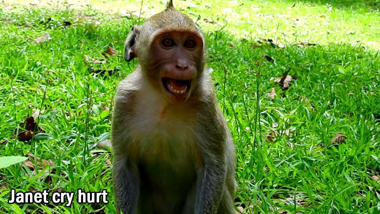 Pig Janet crying hurt heart after no food and milk from mom, Janet walk ...