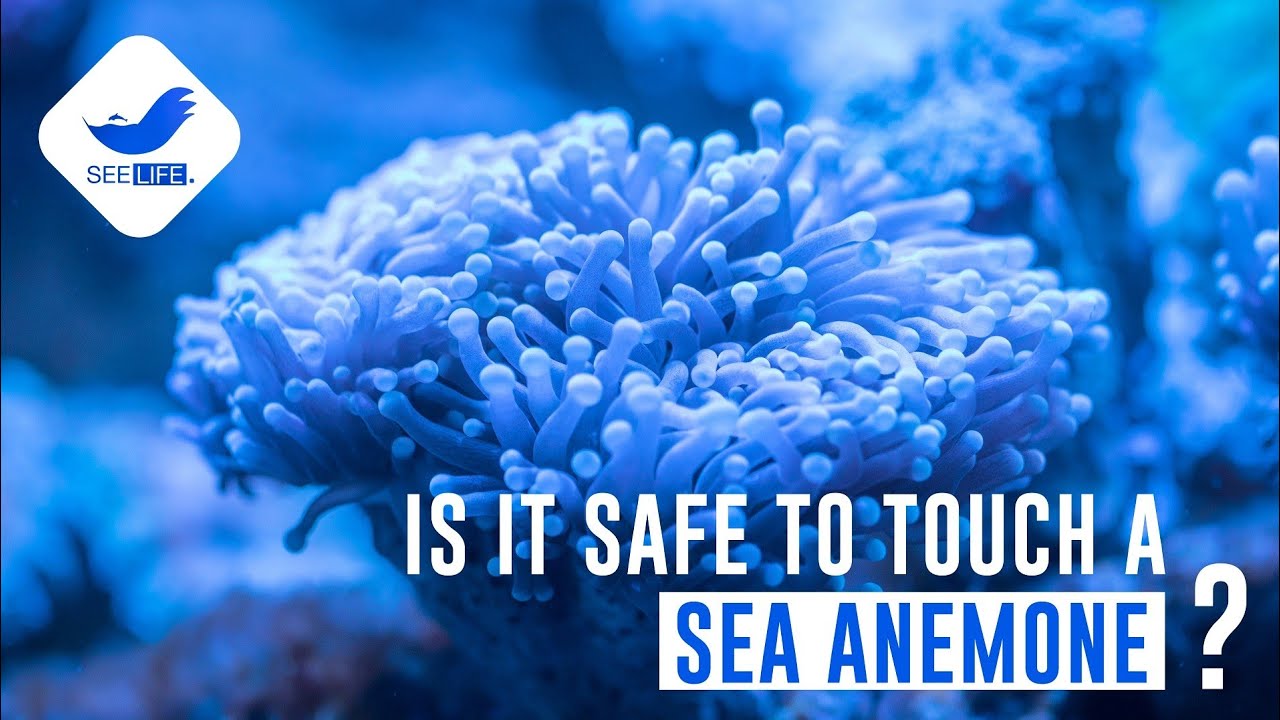 Is it safe to touch a Sea Anemone? - YouTube