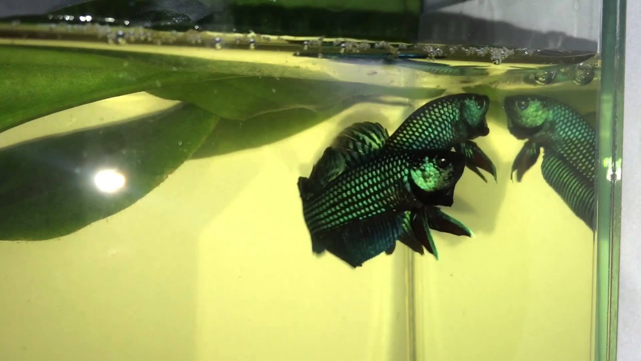 Wild Betta: Green Mahachai - YouTube