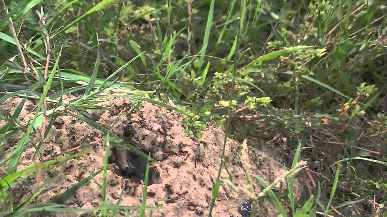Firecracker on Anthill - YouTube