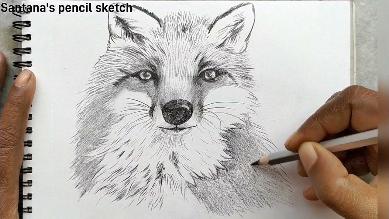 How To Draw Fox// Pencil Sketch//Fox Drawing Easy. - YouTube