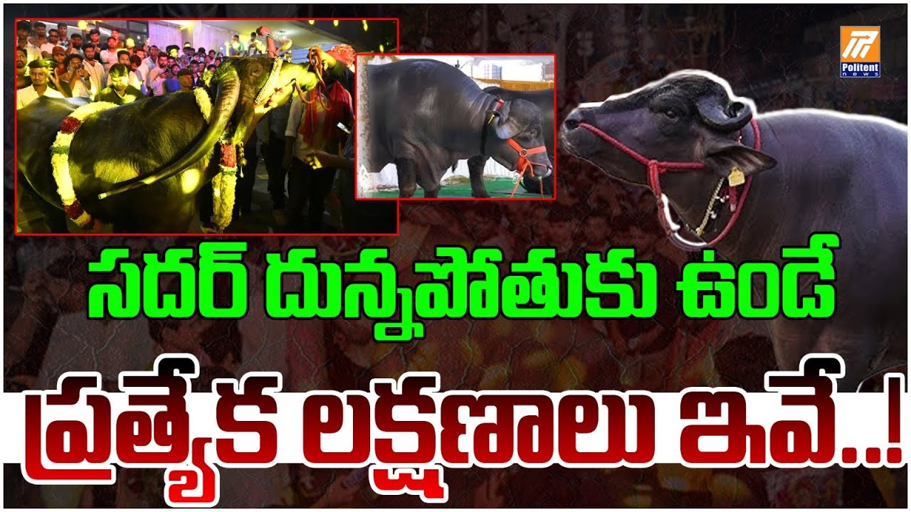 దున్నపోతు లక్షణాలు | Yadav Sadar Sammelan 2025 | Sadar Bull | Hyderabad ...
