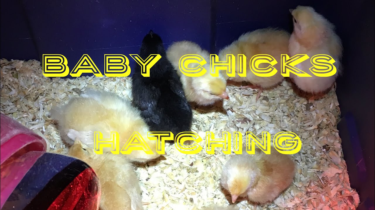 Elephant garlic | Baby chickens hatching 🐣 - YouTube