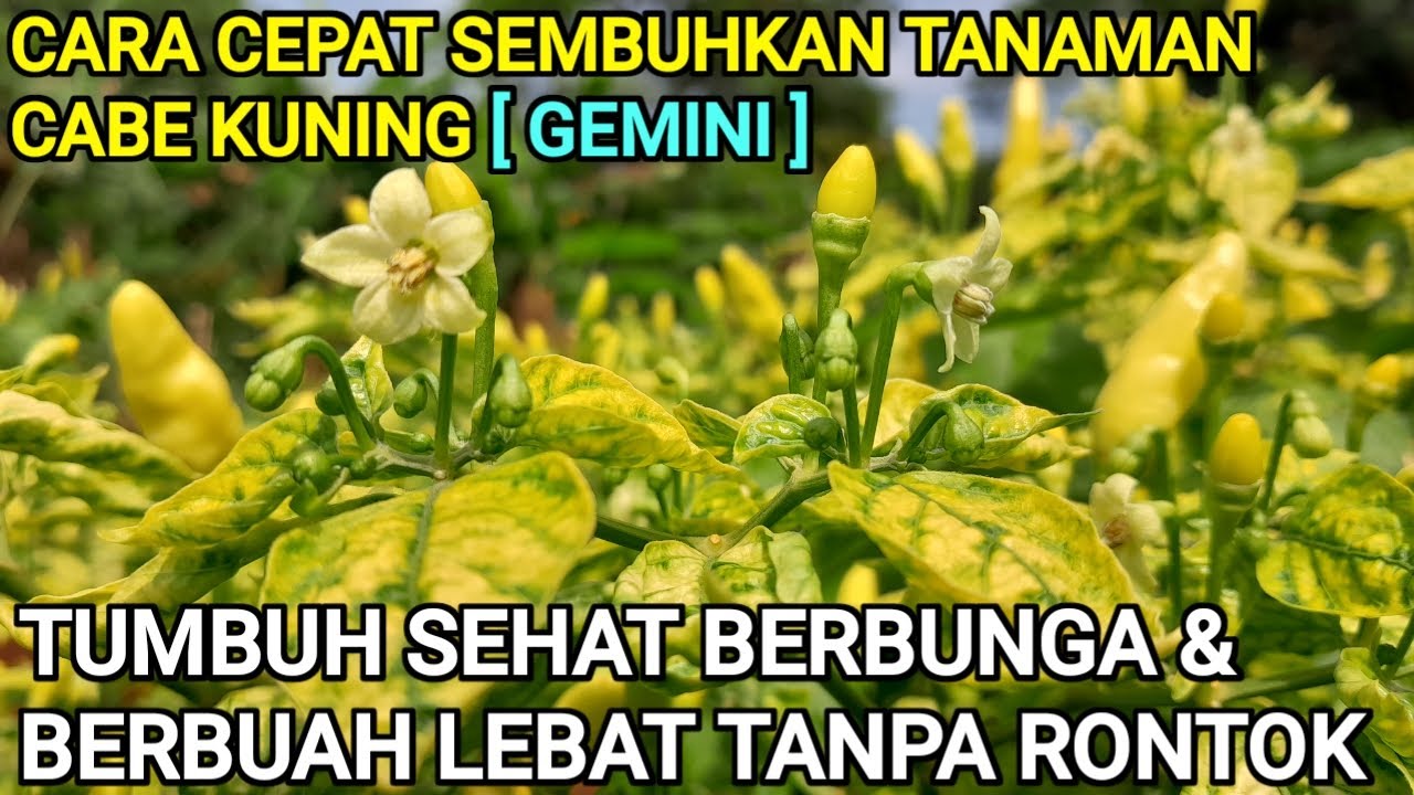 ️ cara obati virus kuning/gemini agar tumbuh sehat & berbuah lebat # ...