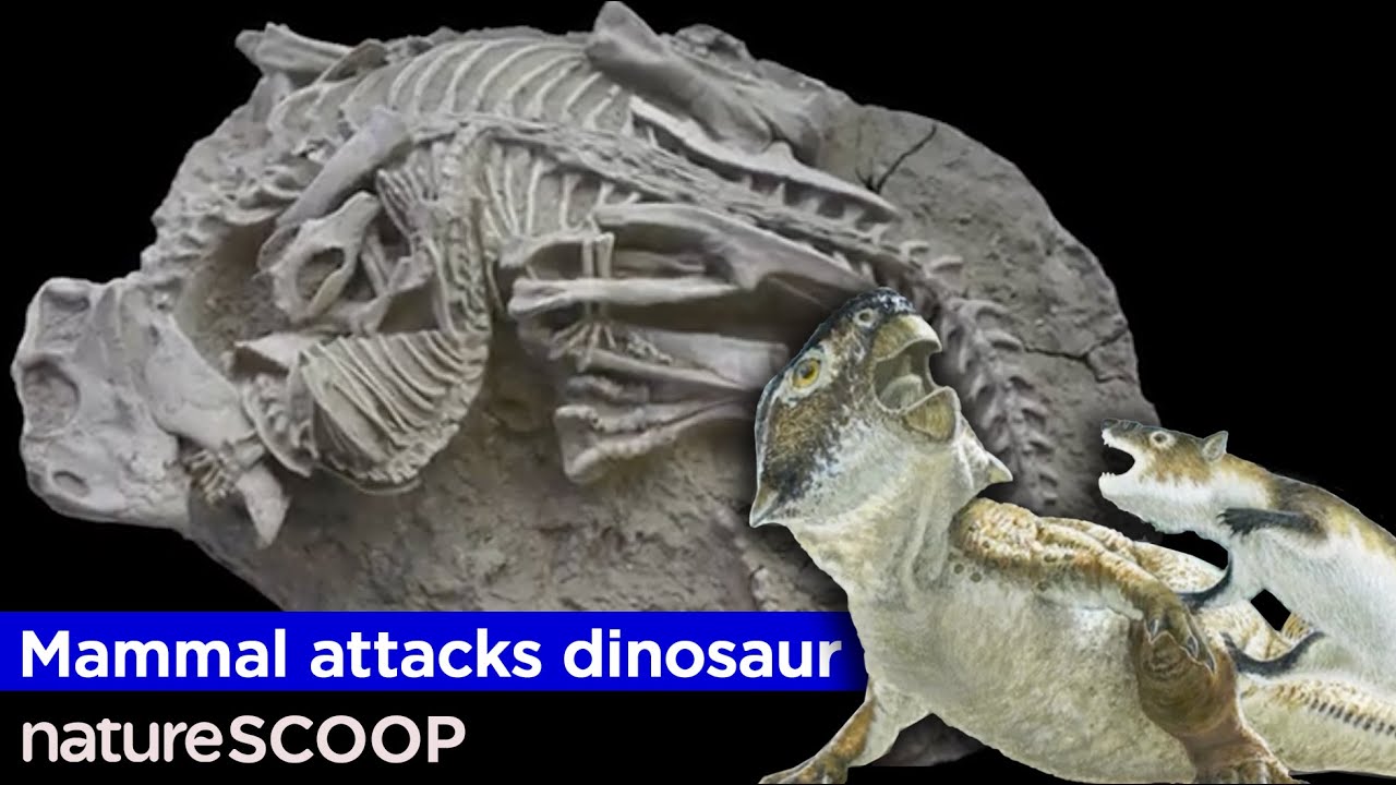 Rare Fossil Shows Mammal Attacking a Dinosaur - YouTube