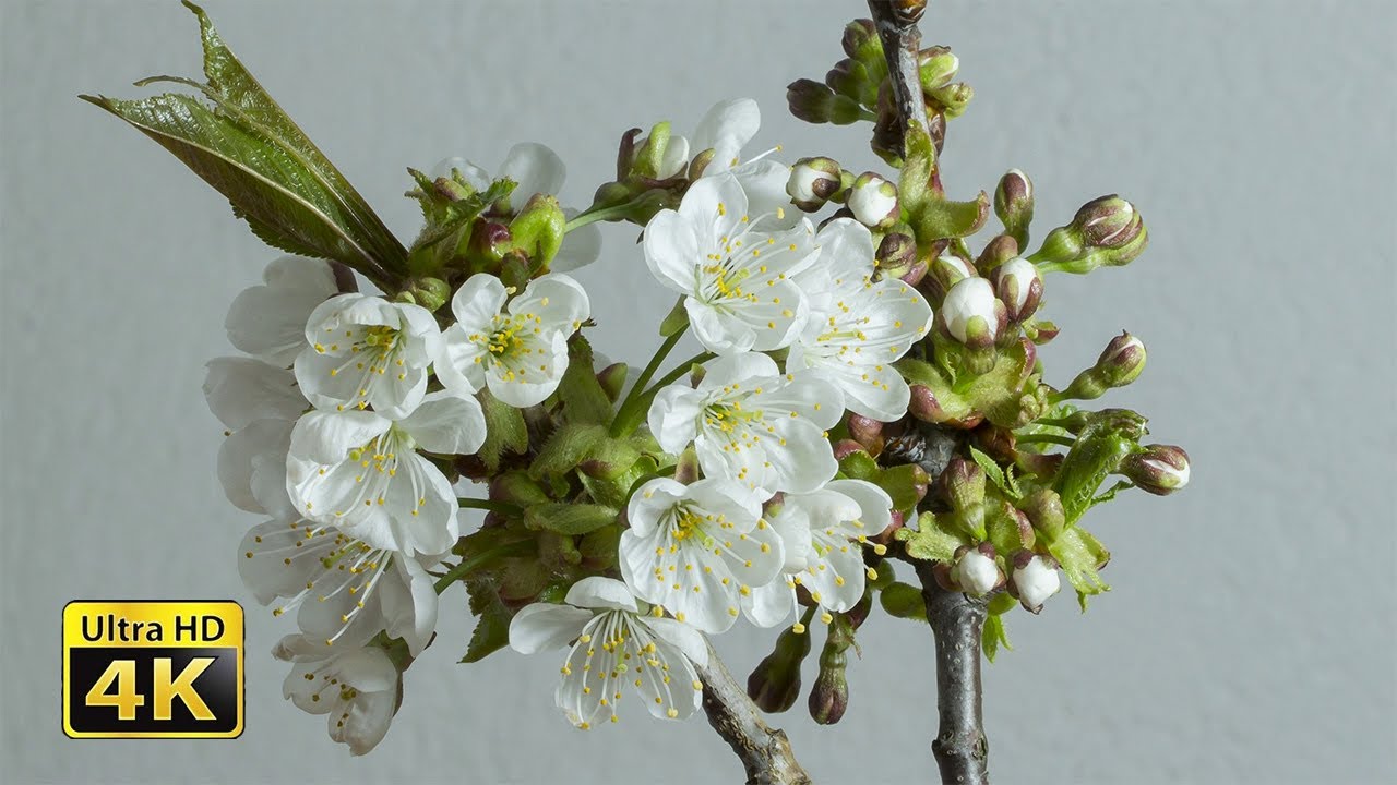 Cherry Flower Blossom Time Lapse No Copyright Video Cherry fruit tree ...