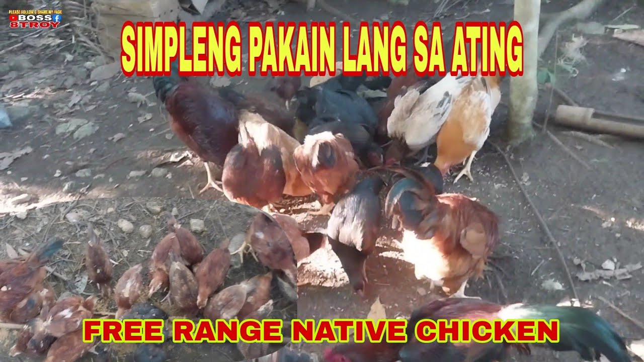 SIMPLENG PAKAIN LANG SA ATING MGA ALAGANG MANOK | FREE RANGE CHICKEN ...