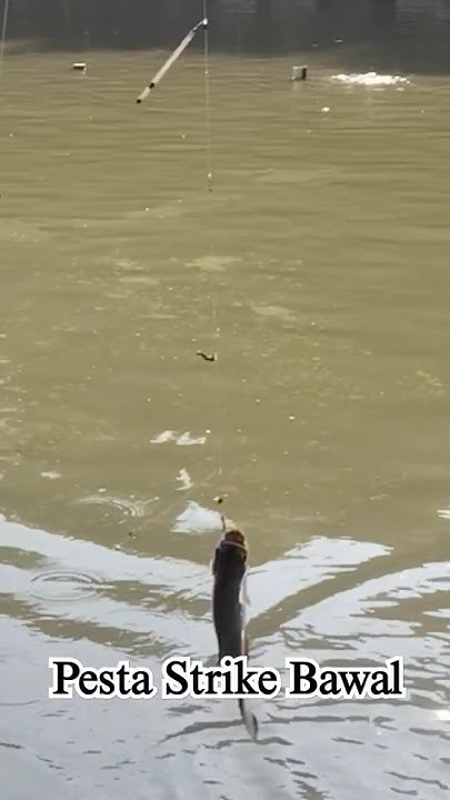 PESTA STRIKE IKAN BAWAL ‼️ Pemancingan Andir Terbaru - YouTube