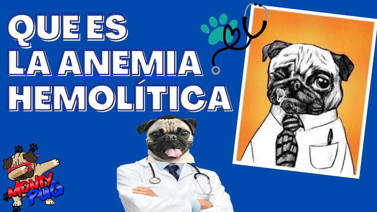 Que es la ANEMIA HEMOLÍTICA // Anemia en PERROS // Mi perro tiene ...