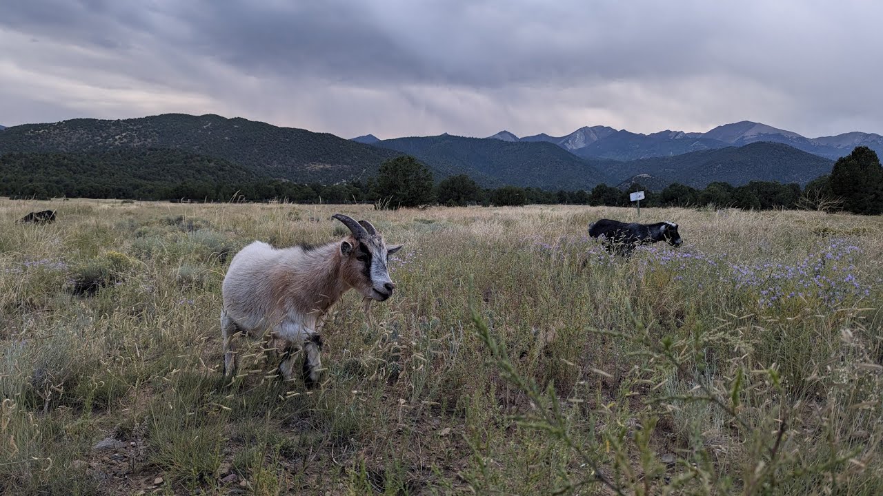 ⚡ Lightning Goats ⚡ Live Goat Feeder - YouTube