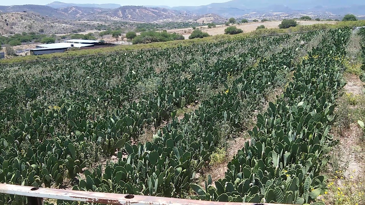 Huerta de nopal - YouTube
