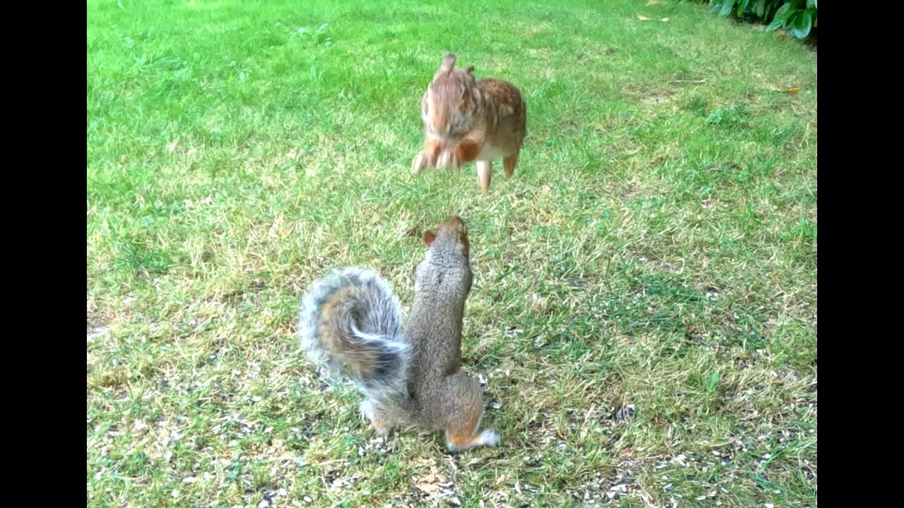 When Grey Squirrels Meeting Rabbits |4K HDR - YouTube