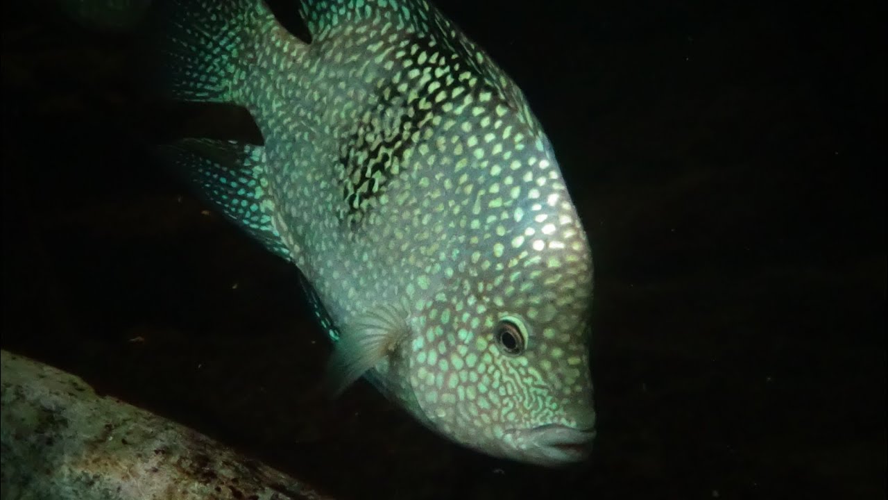 Herichthys carpintis - (Jordan & Snyder, 1899) - (Cichlidae) - Cichlidé ...