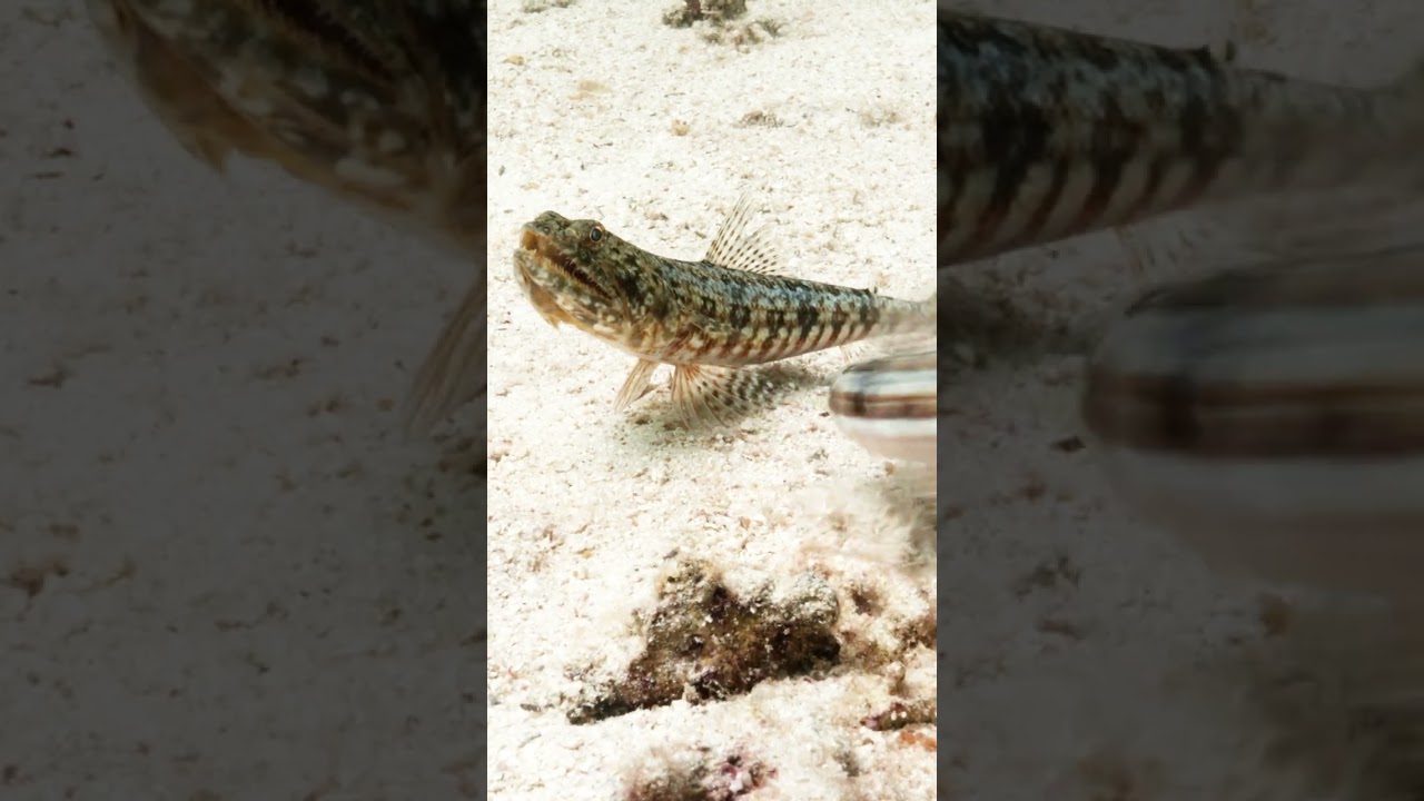 Incredible day of diving with Nemo