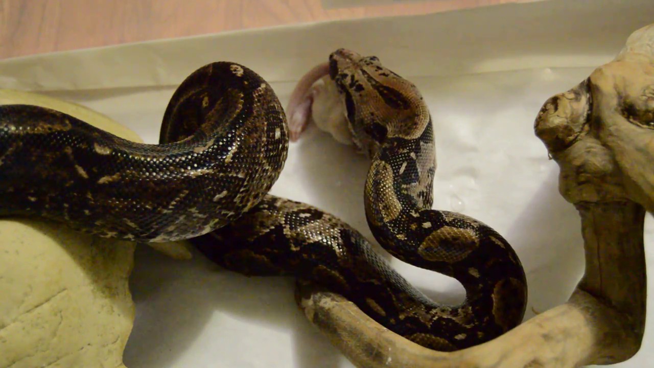 Central American Boa feeding - YouTube
