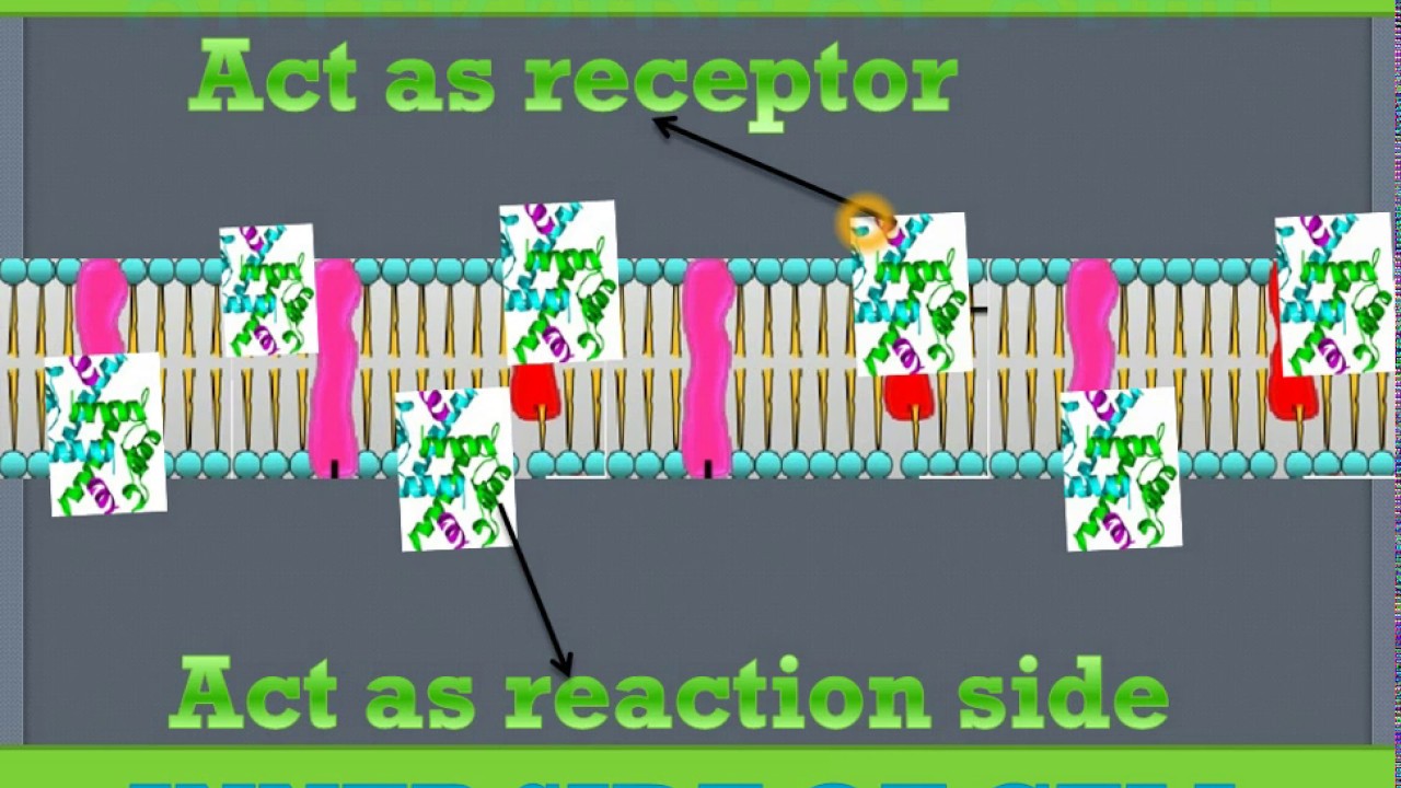 protein in cell membrane intrinsic and extrinsic proteins in plasma ...