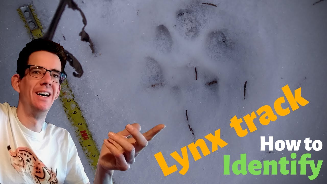How to recognise a lynx track: Eurasian lynx tracks in Europe - YouTube