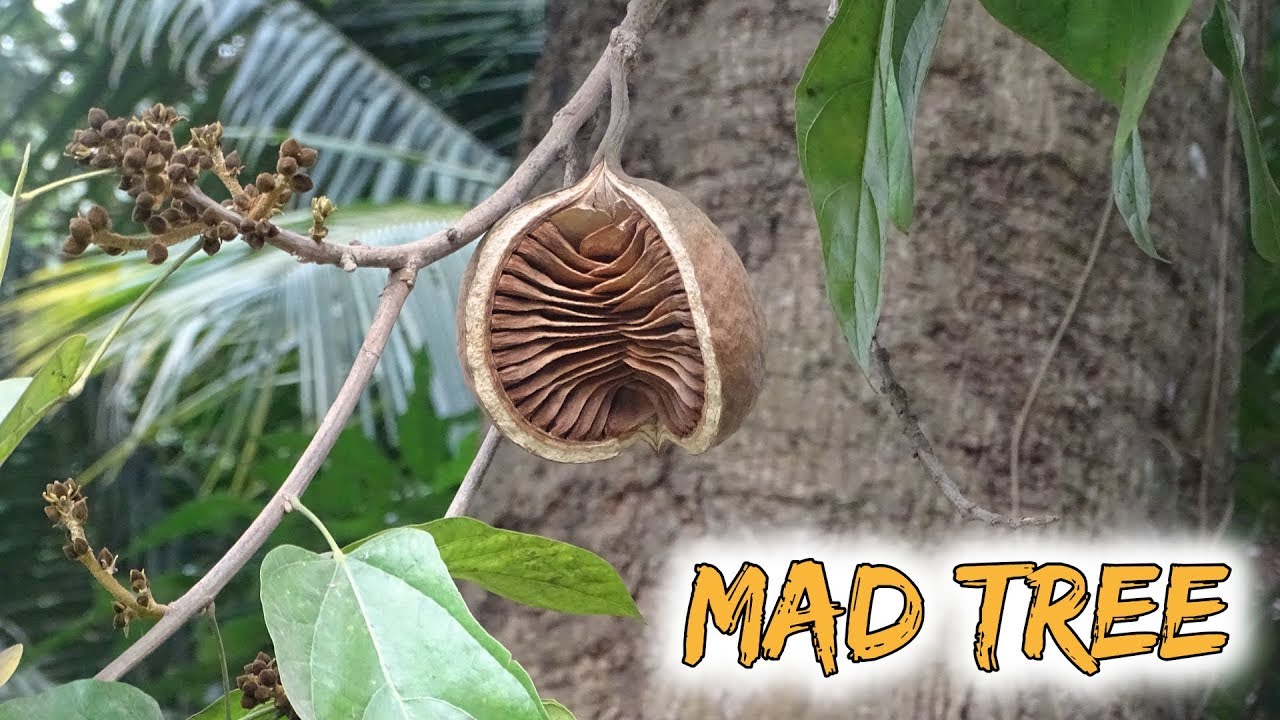 Mad Tree Extremely Rare Plant : The Agri Horticultural Society Of India ...