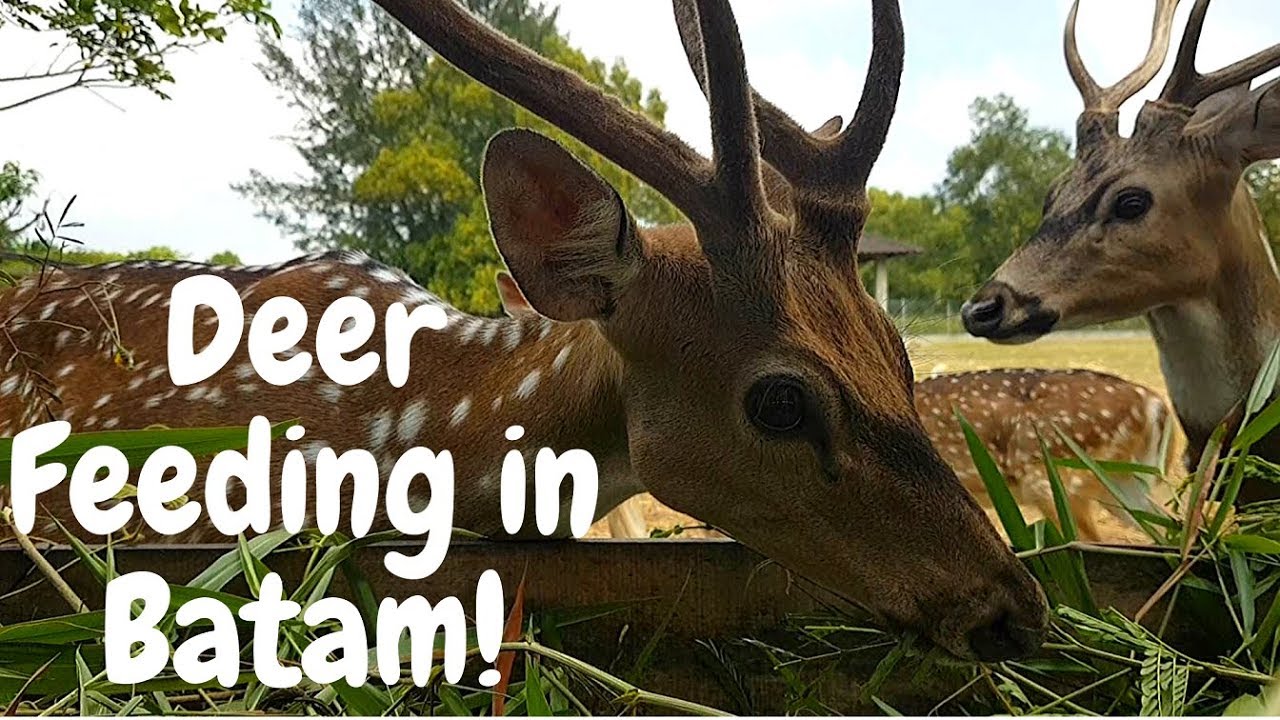 Deer Feeding in Batam - YouTube