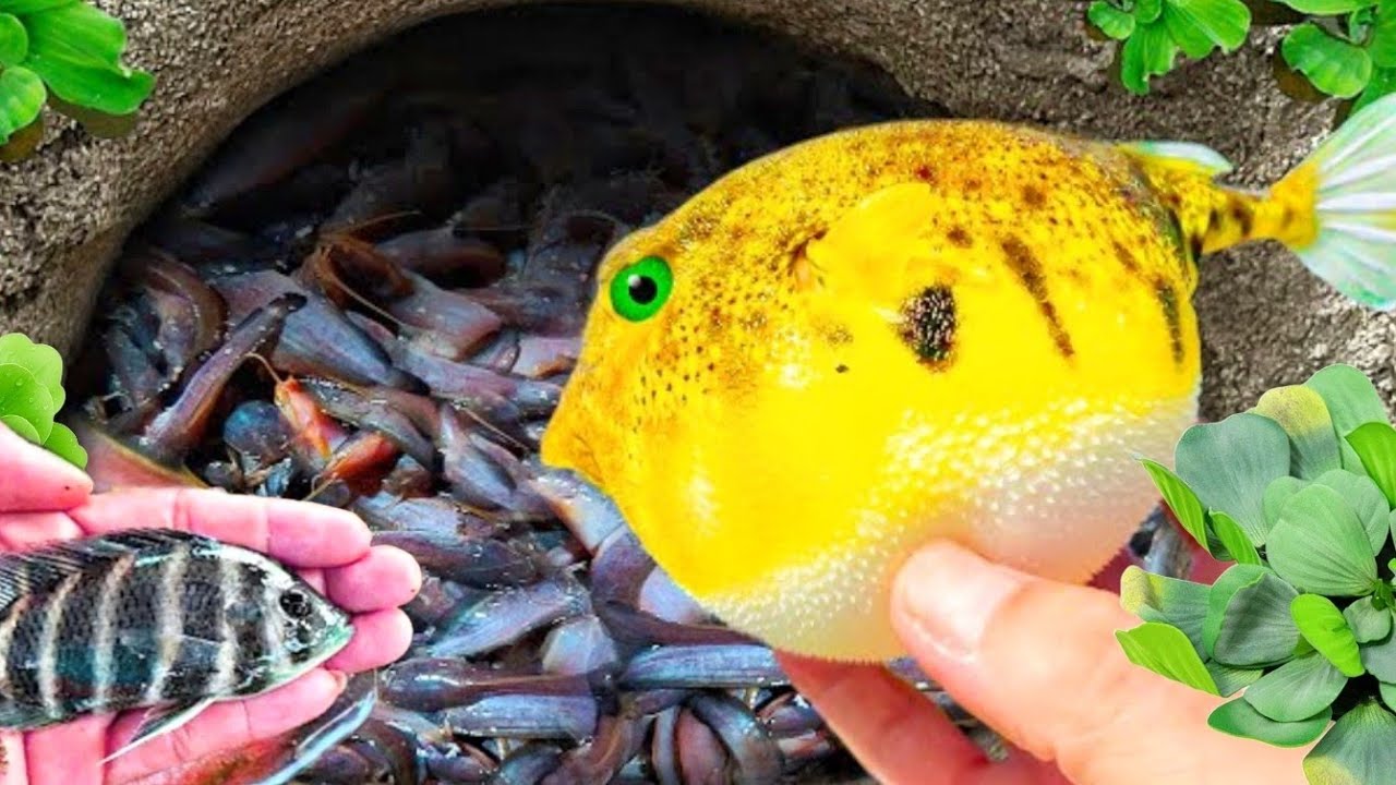 Catching Strange Fish In Giant Surprise Colorful koi, Kim Kim Fish ...