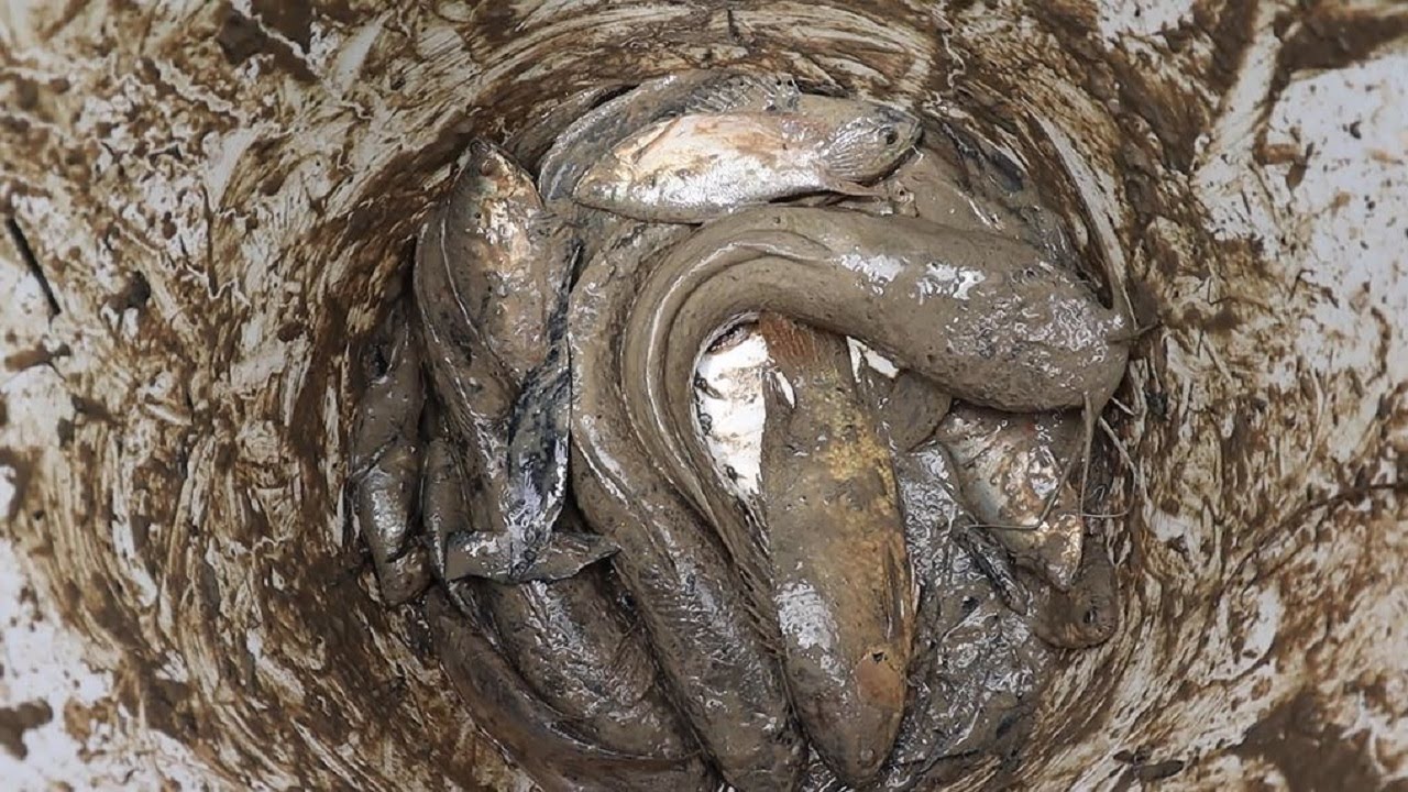Wow! best mud fishing - Catch fish in mud by hand at countryside - YouTube