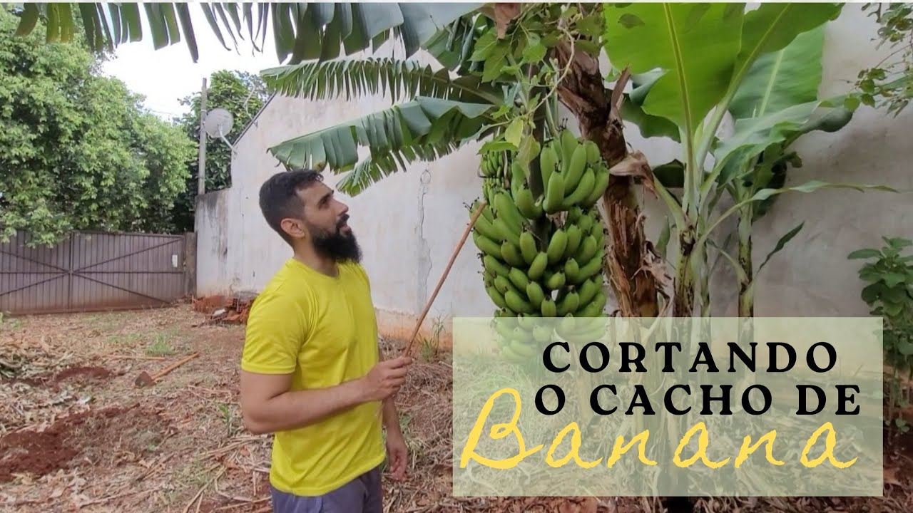 CORTAMOS O CACHO DE BANANA DE CASA - YouTube