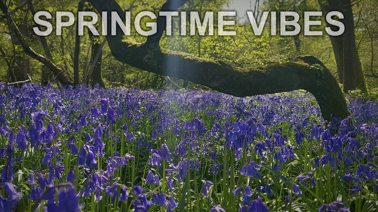 Springtime Vibes 🐝 Relaxing Nature Sounds in the Bluebell Forest 😌 ...